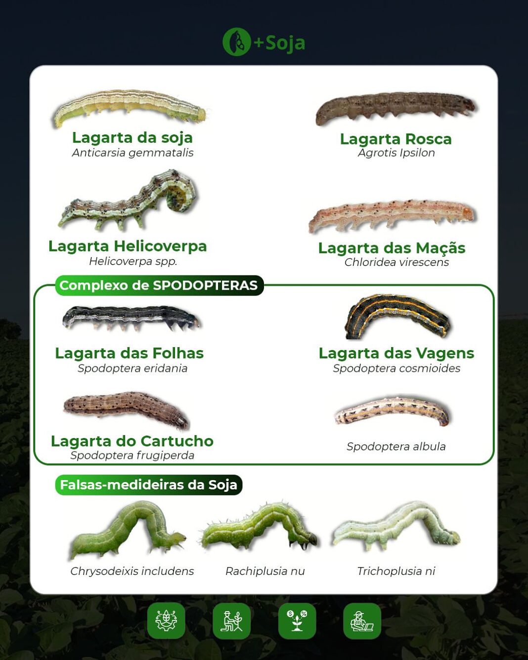 Monitoramento e controle de lagartas no estabelecimento da soja é ...