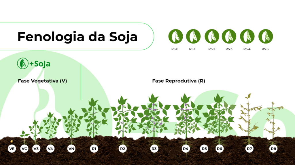 Escala fenológica da soja aplicada na prática - MAIS SOJA - Pensou Soja ...