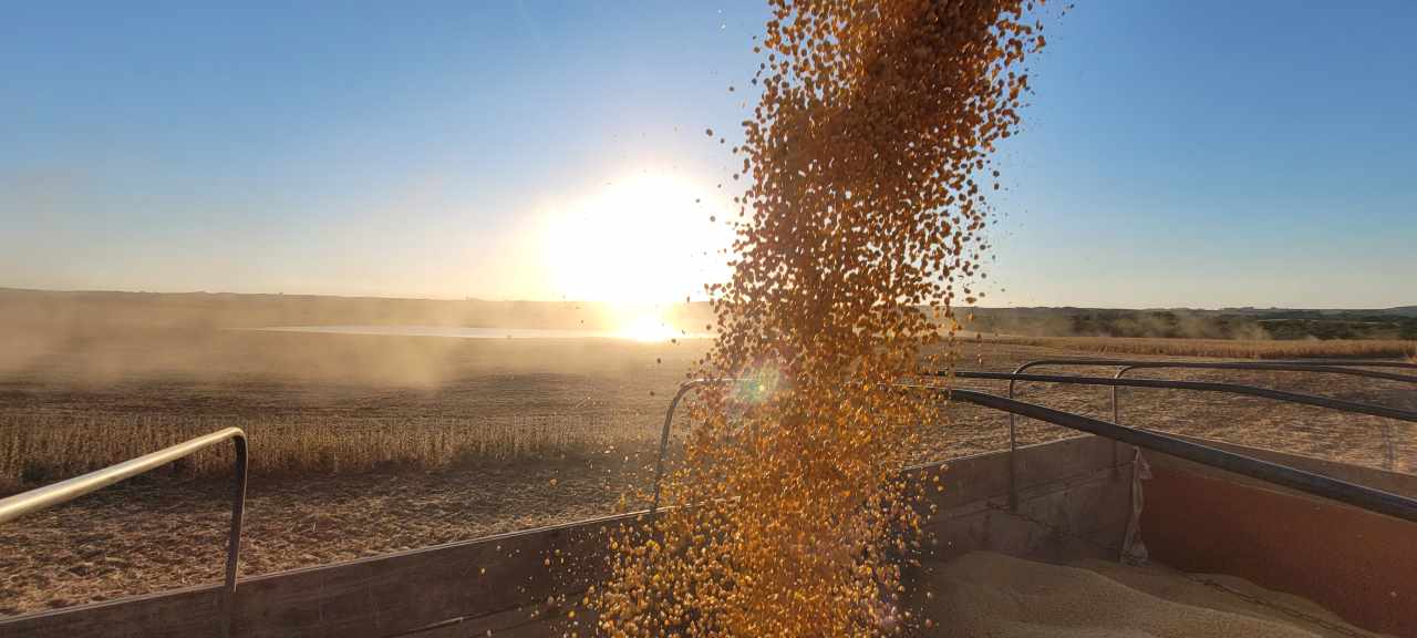 Margem bruta da soja deve recuar na safra 2025/26 - MAIS SOJA - Pensou ...